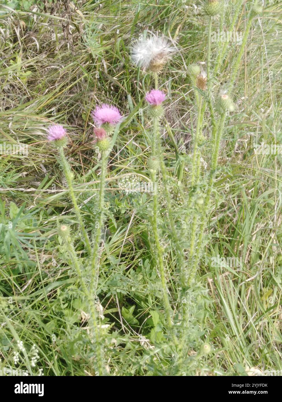Broad winged thistle hi-res stock photography and images - Alamy