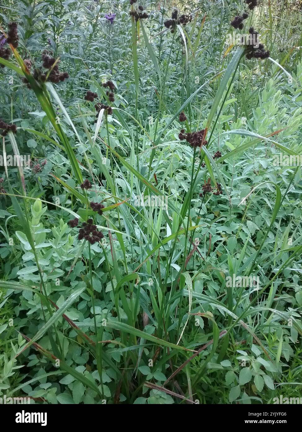 dark green bulrush (Scirpus atrovirens Stock Photo - Alamy