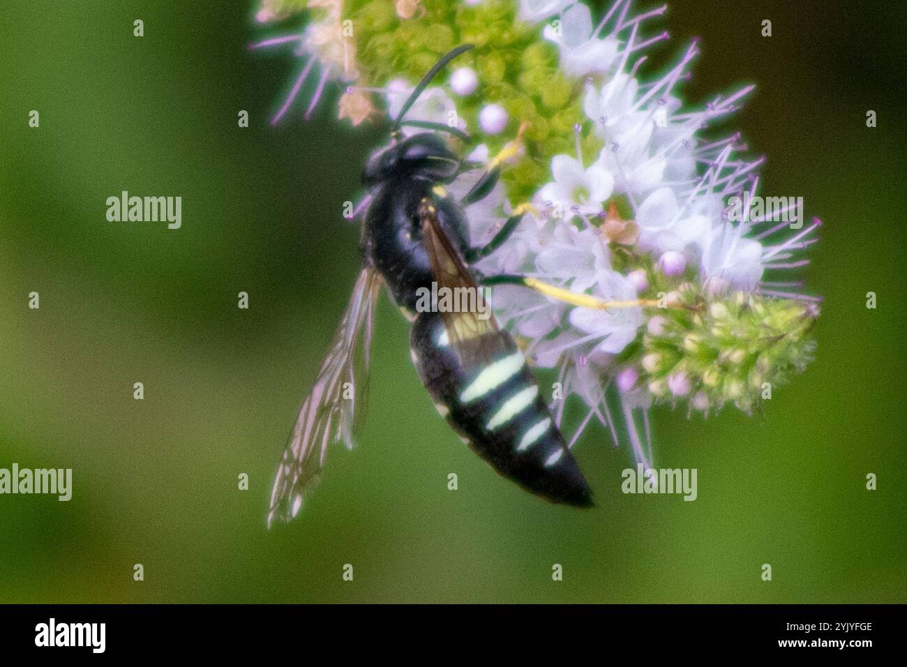 Four-banded Stink Bug Wasp (Bicyrtes quadrifasciatus Stock Photo - Alamy