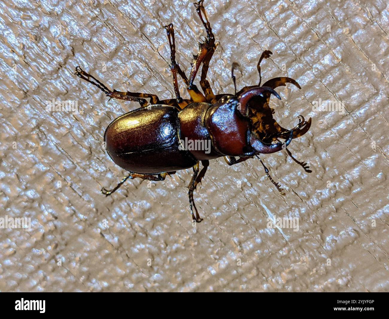 Reddish brown stag beetle hi-res stock photography and images - Alamy