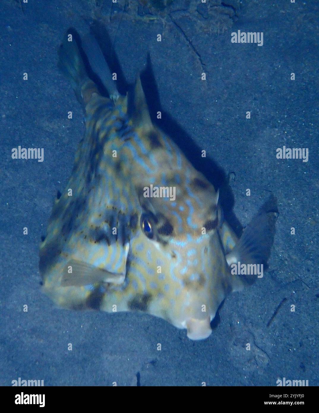 Turretfish hi-res stock photography and images - Alamy