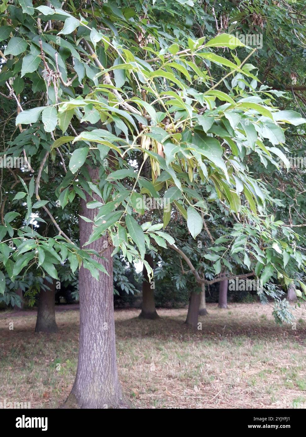 European ash (Fraxinus excelsior Stock Photo - Alamy
