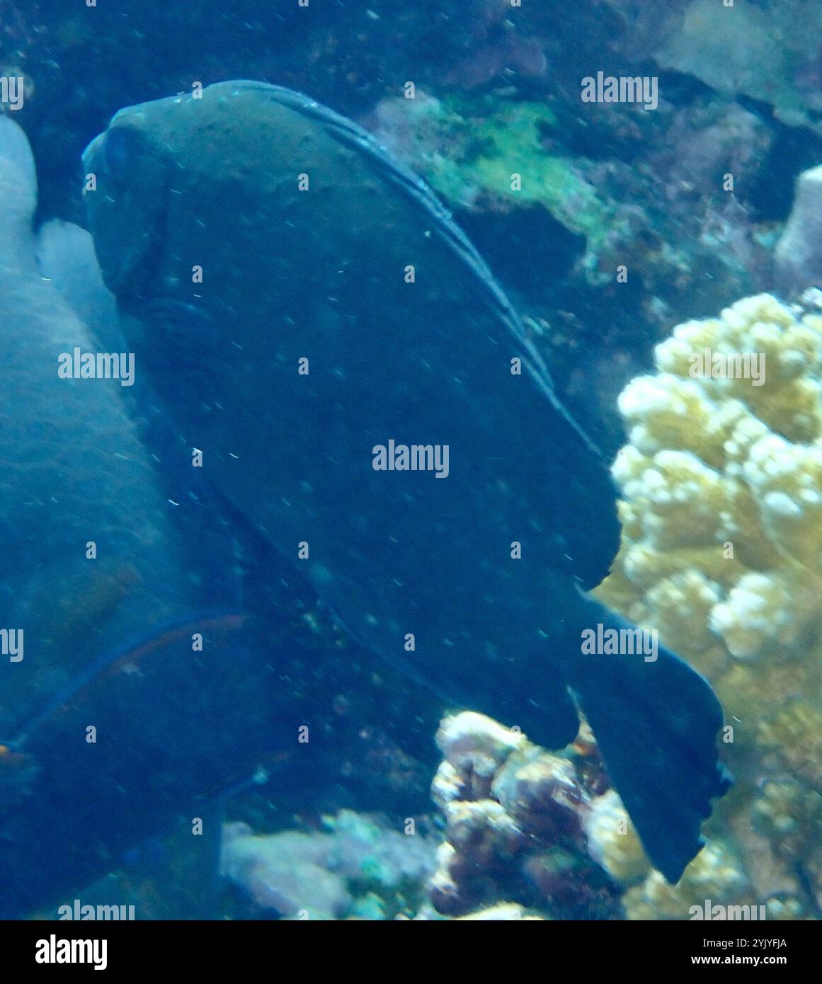 Dusky Spinefoot (Siganus luridus Stock Photo - Alamy