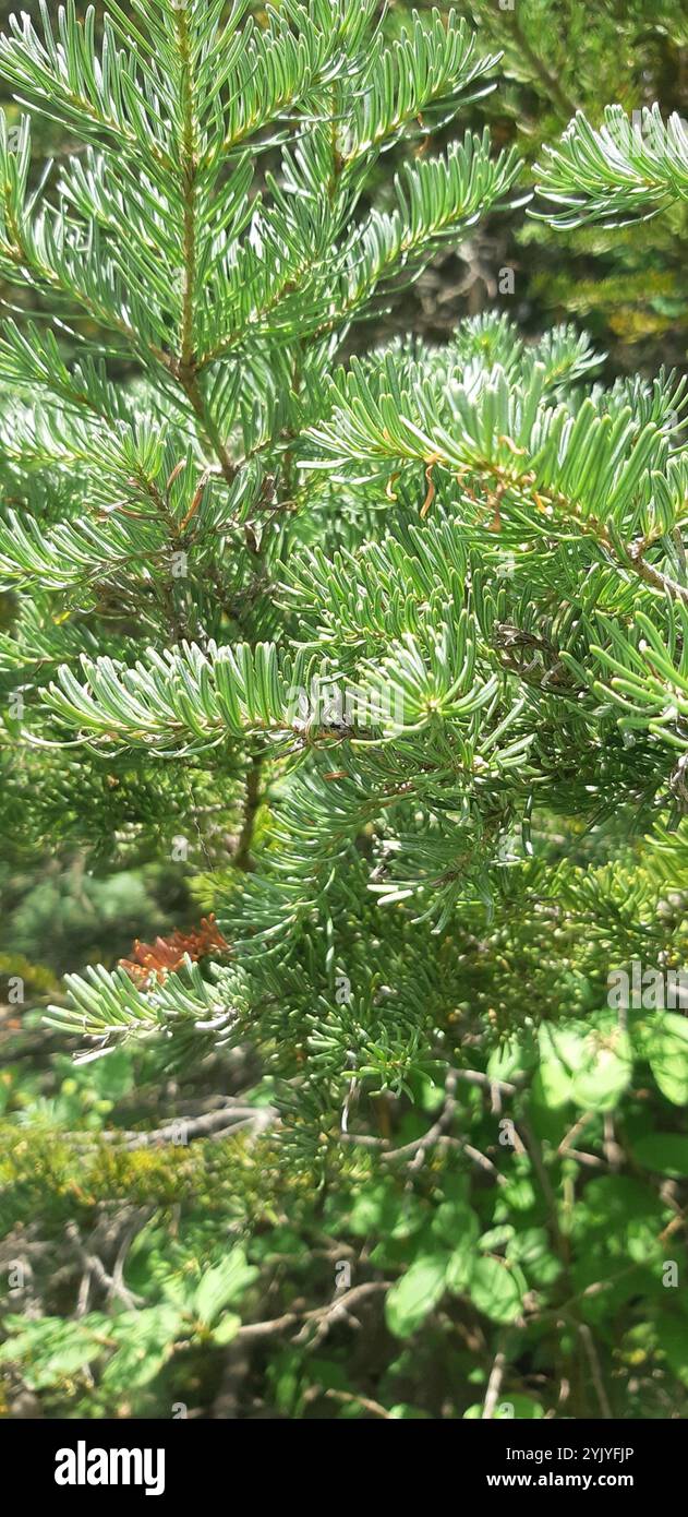 subalpine fir (Abies lasiocarpa Stock Photo - Alamy