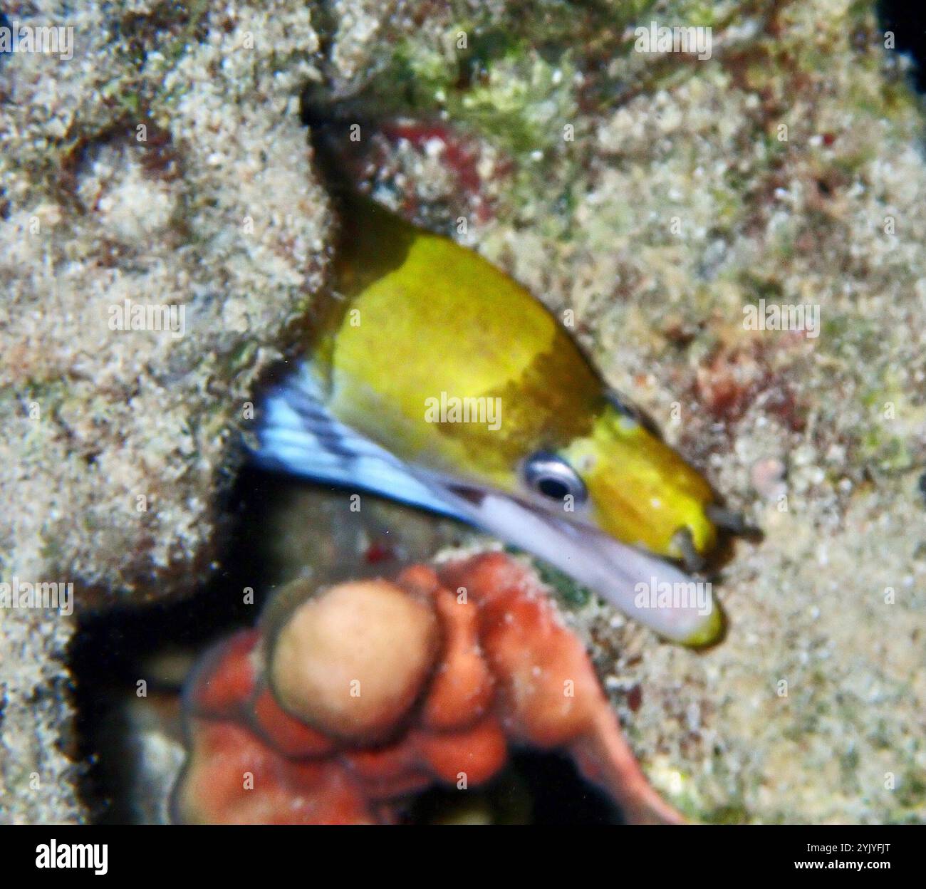 Yellow-headed Moray (Gymnothorax rueppelliae Stock Photo - Alamy