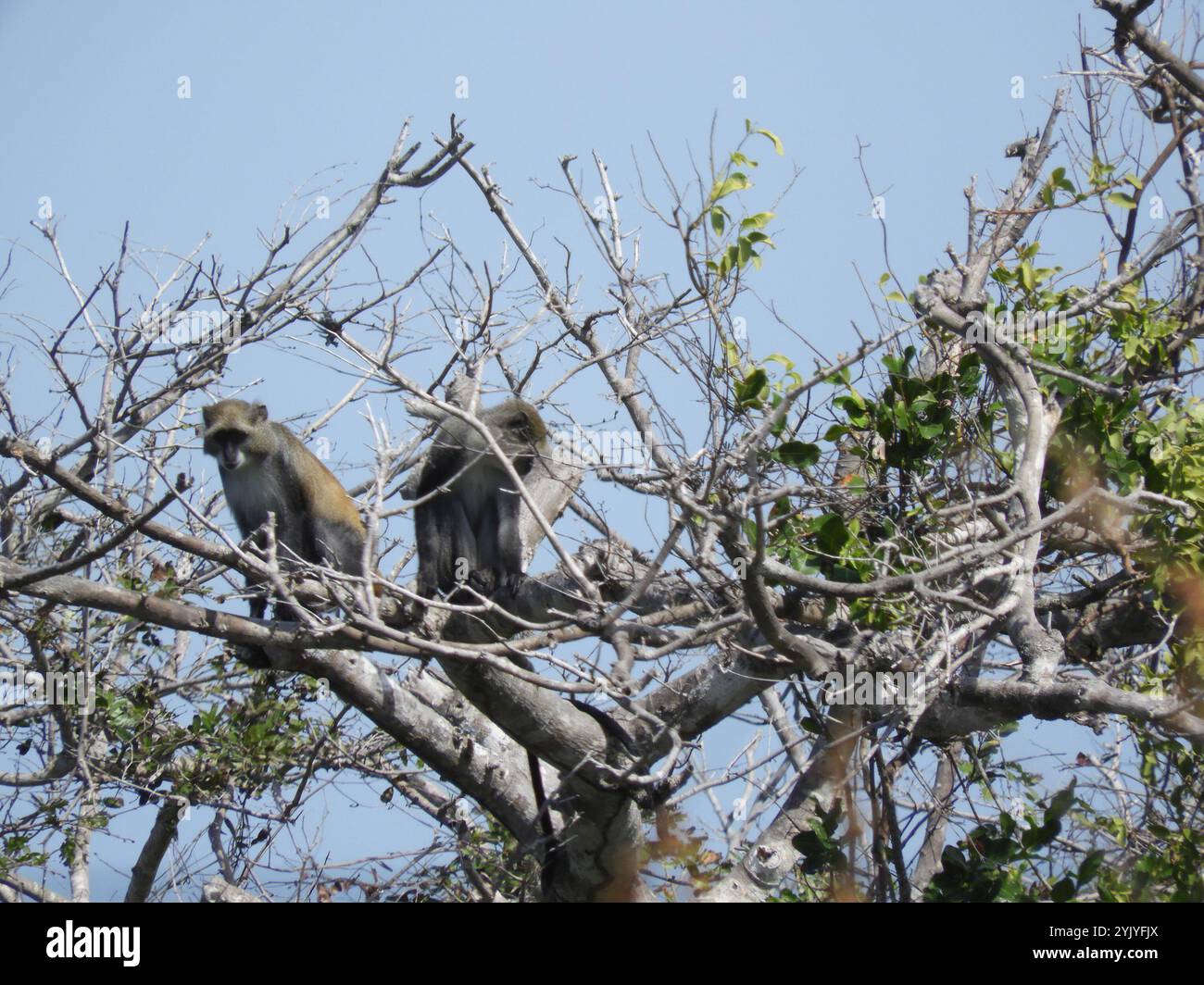 Blue Monkey (Cercopithecus mitis Stock Photo - Alamy