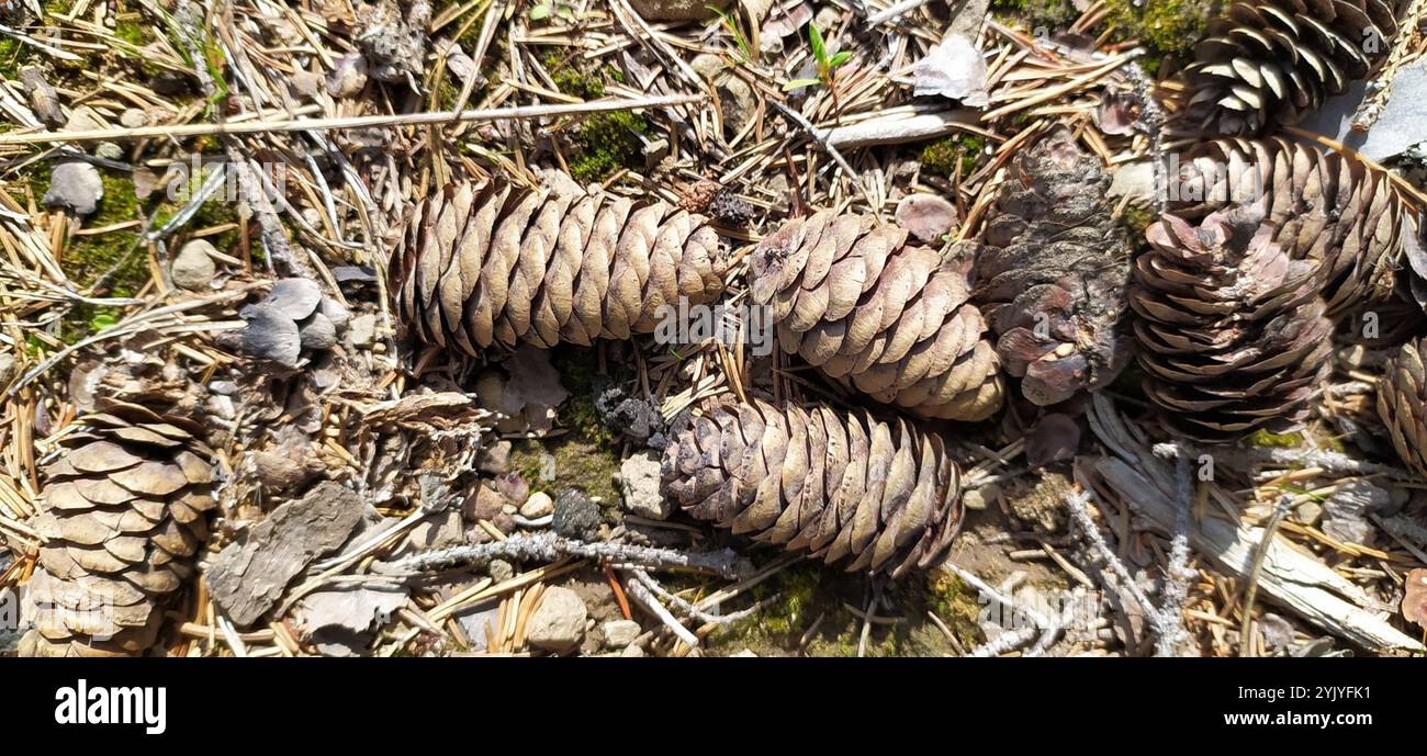 Siberian spruce (Picea obovata Stock Photo - Alamy