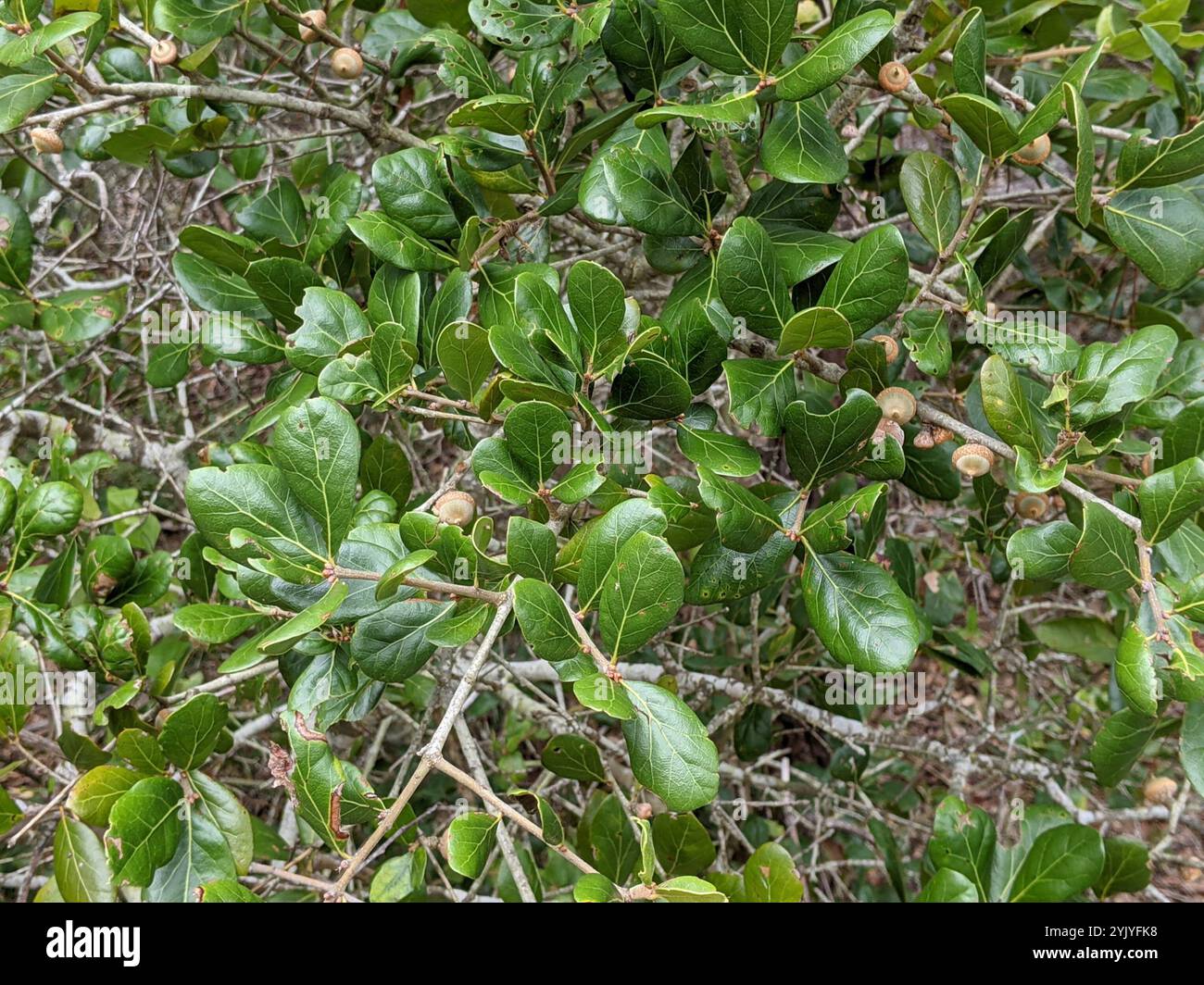 Myrtle Oak (Quercus myrtifolia Stock Photo - Alamy