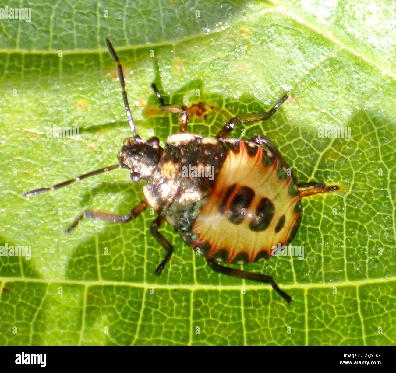 Dock Leaf Bug (Arma custos Stock Photo - Alamy