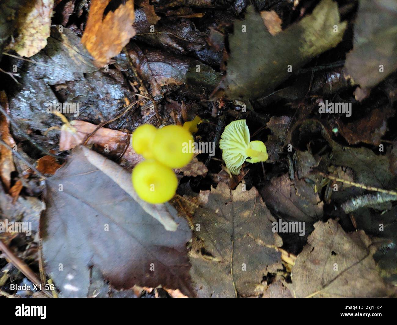 Butter Waxcap (Hygrocybe ceracea Stock Photo - Alamy