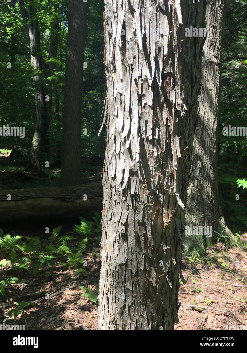 American hophornbeam (Ostrya virginiana Stock Photo - Alamy
