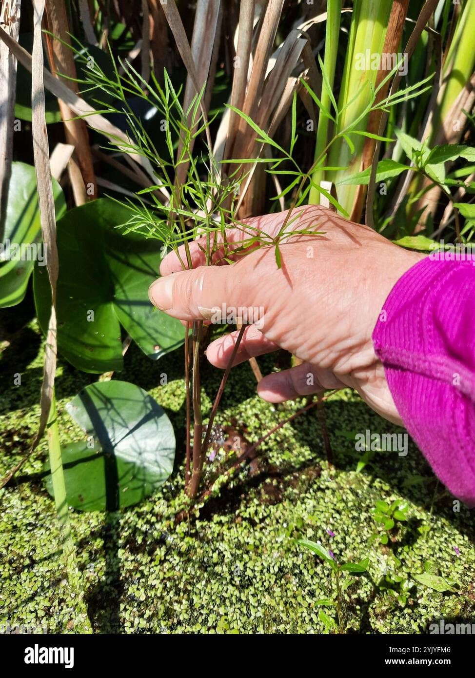 bulblet-bearing water hemlock (Cicuta bulbifera Stock Photo - Alamy