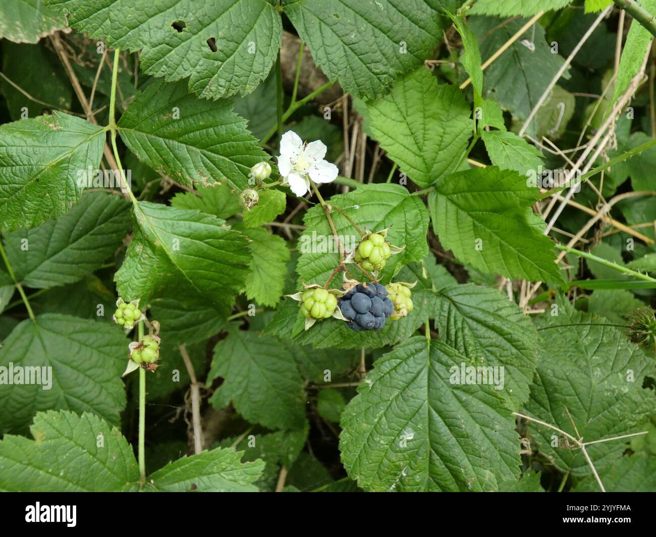 European dewberry (Rubus caesius Stock Photo - Alamy