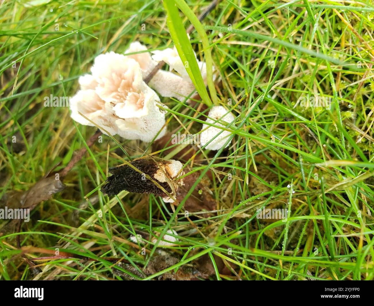 Blushing Rosette (Abortiporus biennis Stock Photo - Alamy