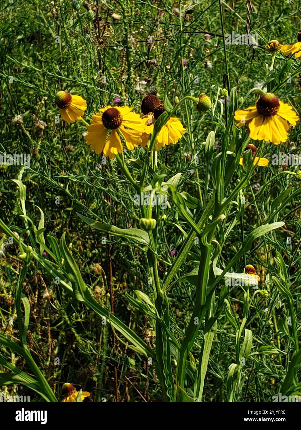 Southern Sneezeweed (Helenium flexuosum Stock Photo - Alamy