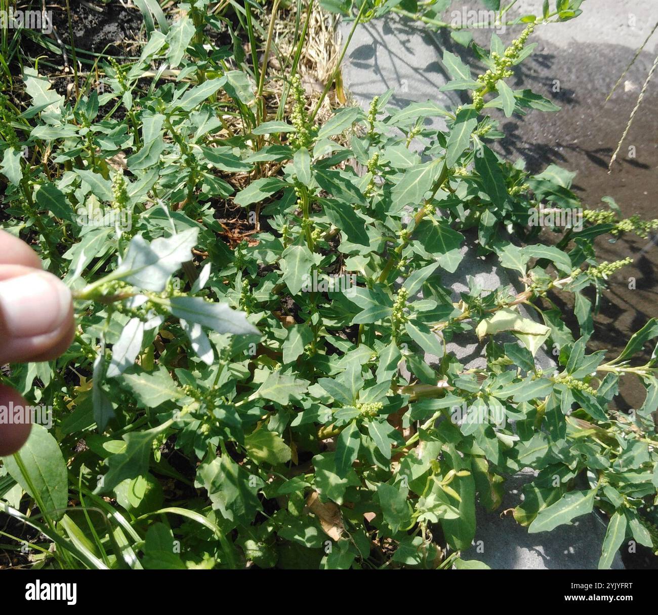 Oak leaved goosefoot hi-res stock photography and images - Alamy