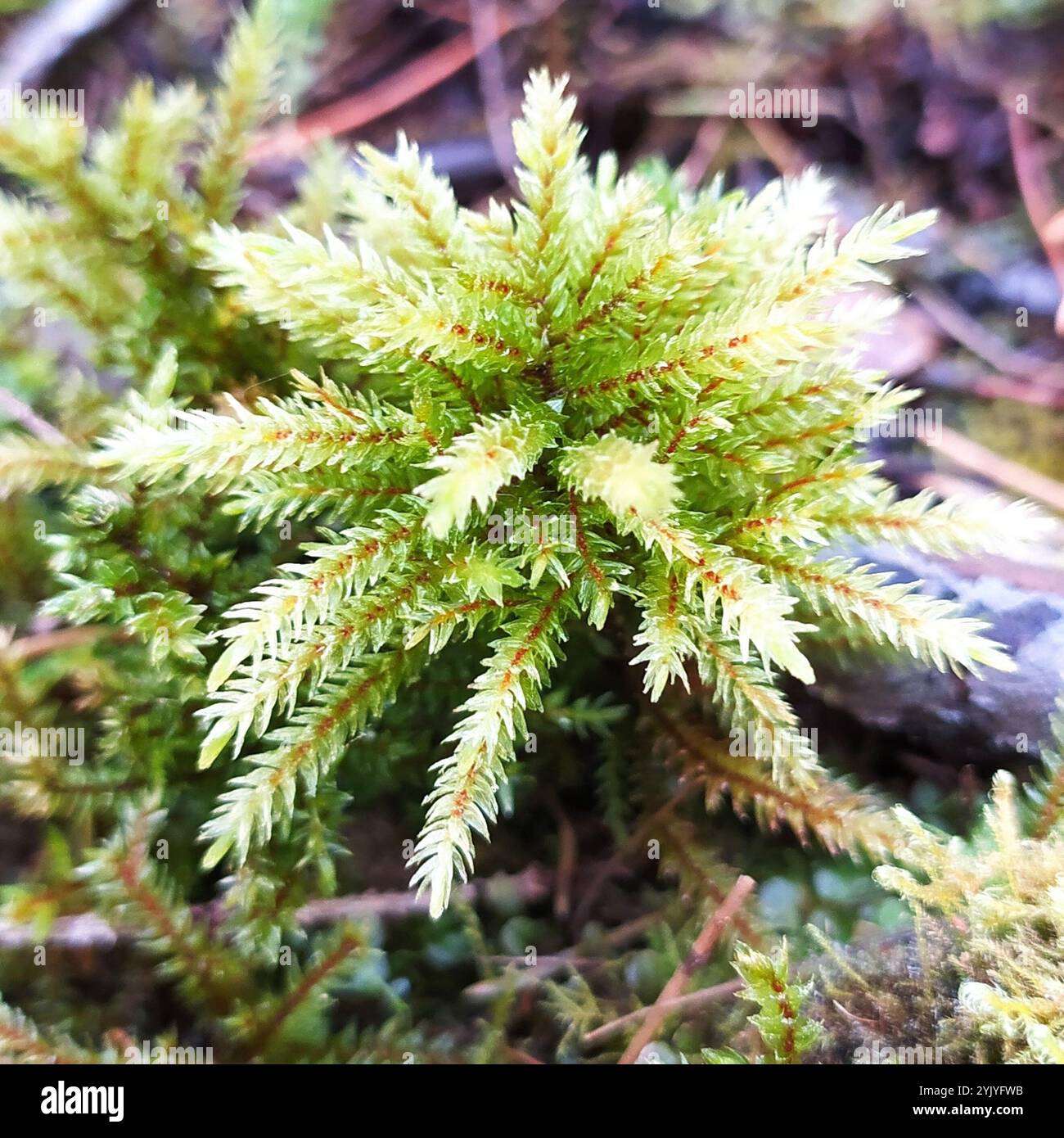 Climacium dendroides hi-res stock photography and images - Alamy