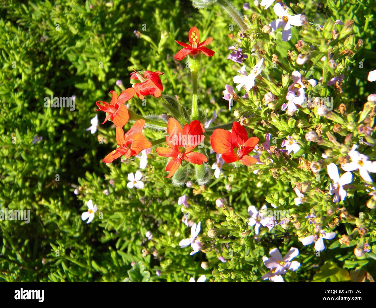 Red Mallow (Pelargonium fulgidum Stock Photo - Alamy