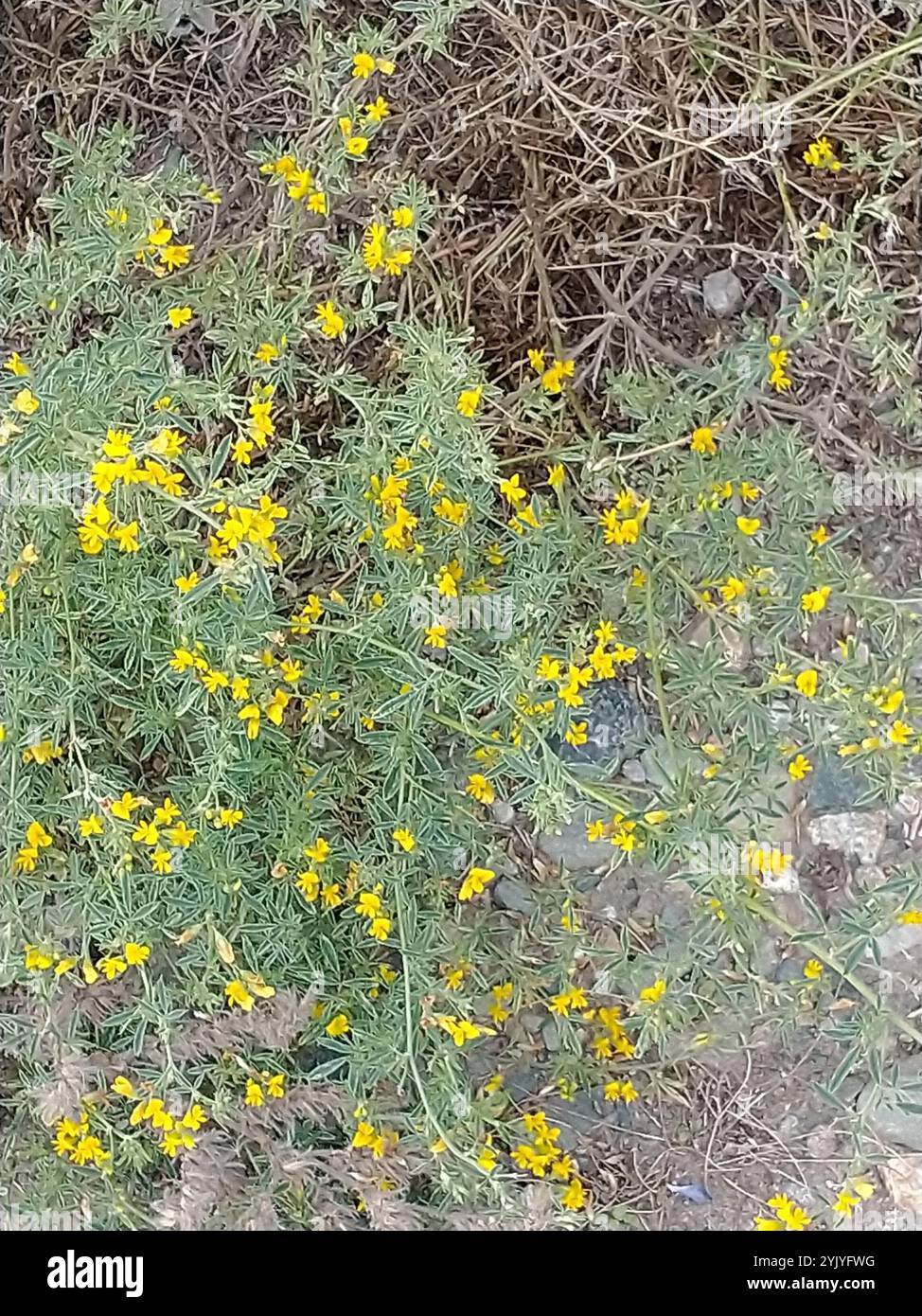 Alfalfa sickle hi-res stock photography and images - Alamy