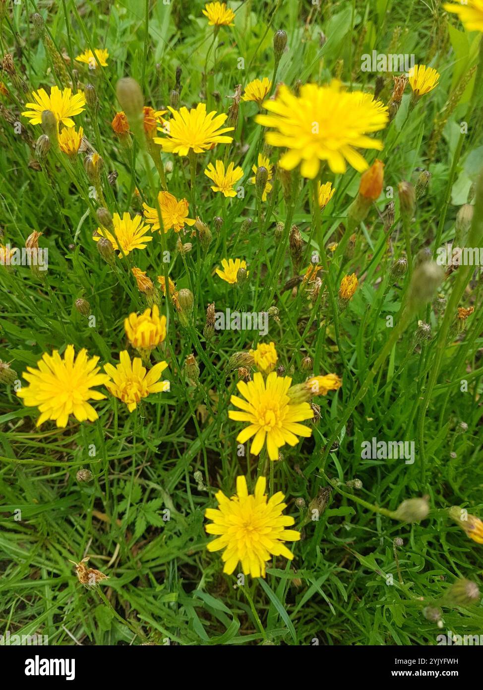 Autumn Hawkbit (Scorzoneroides autumnalis Stock Photo - Alamy