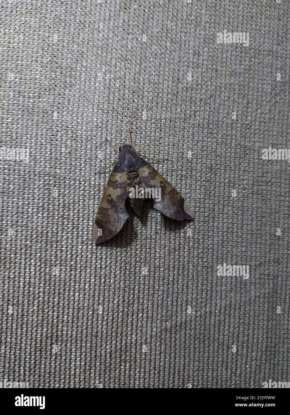 Fig Sphinx (Pachylia ficus Stock Photo - Alamy