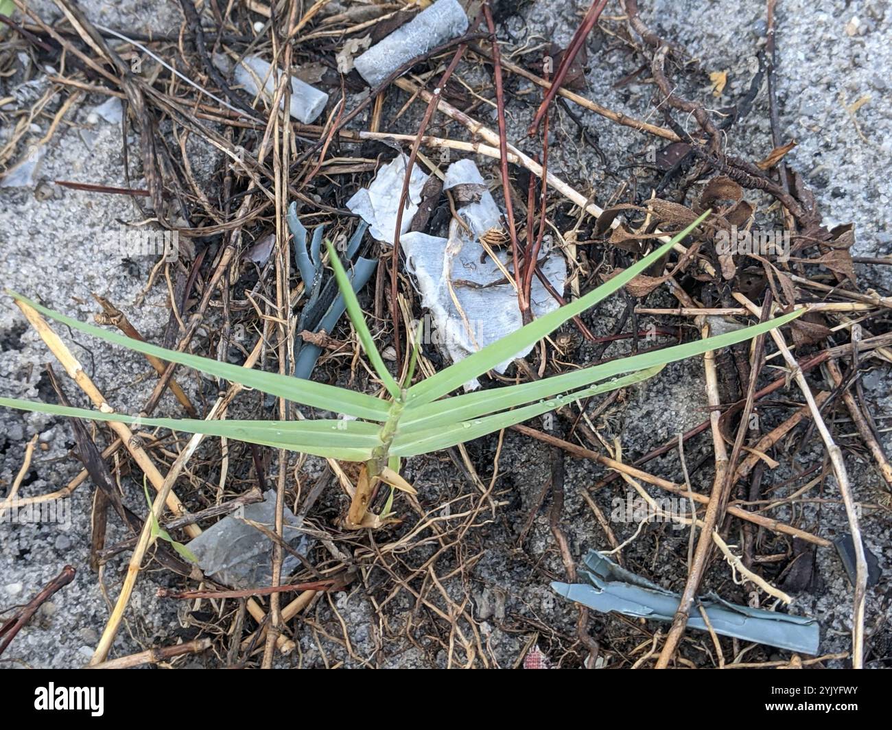 Torpedo grass (Panicum repens Stock Photo - Alamy