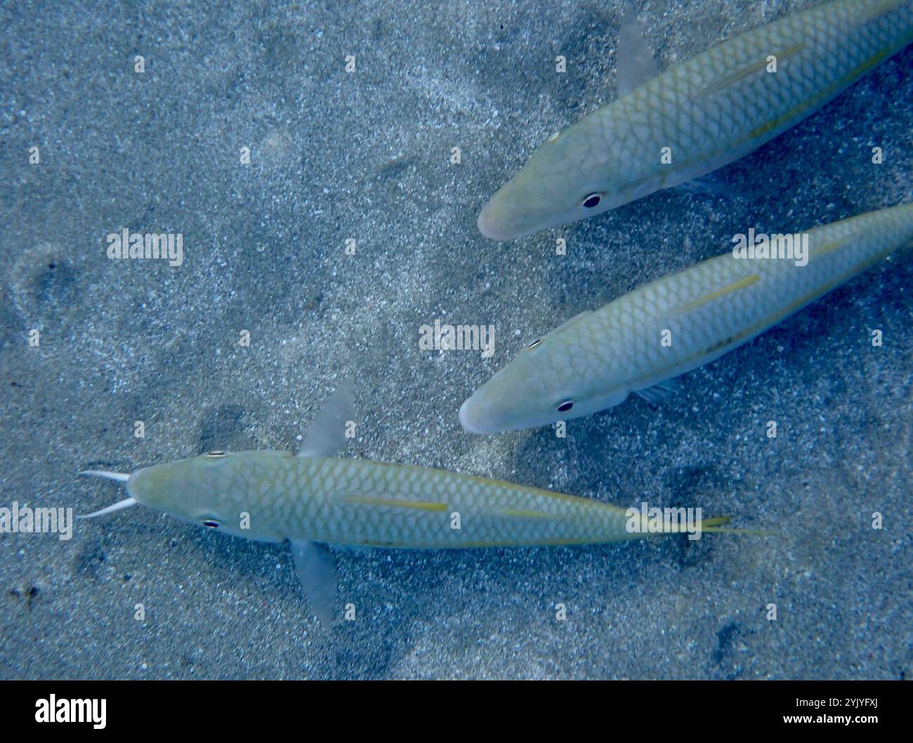 Yellowstripe Goatfish (Mulloidichthys flavolineatus Stock Photo - Alamy