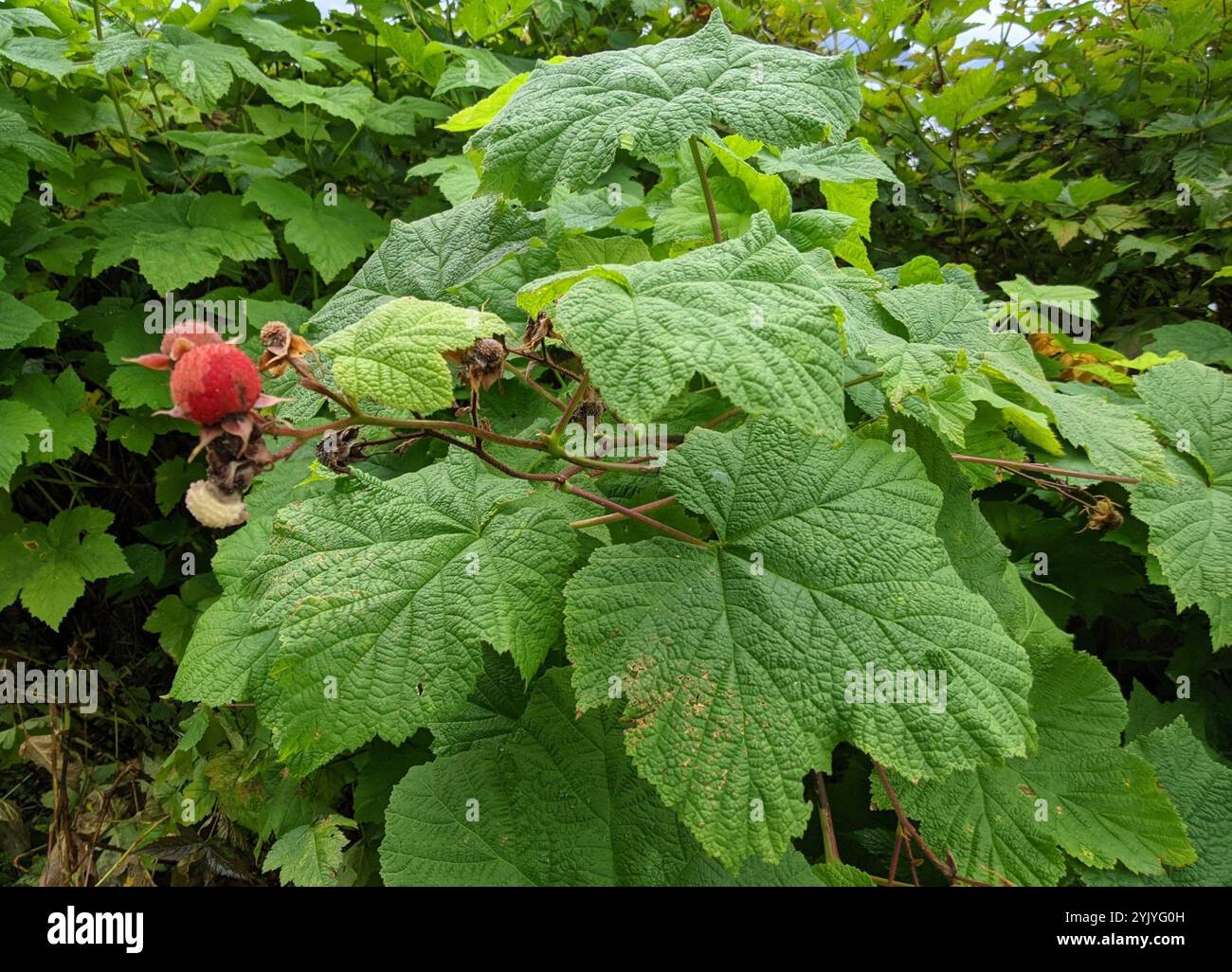 thimbleberry (Rubus parviflorus Stock Photo - Alamy