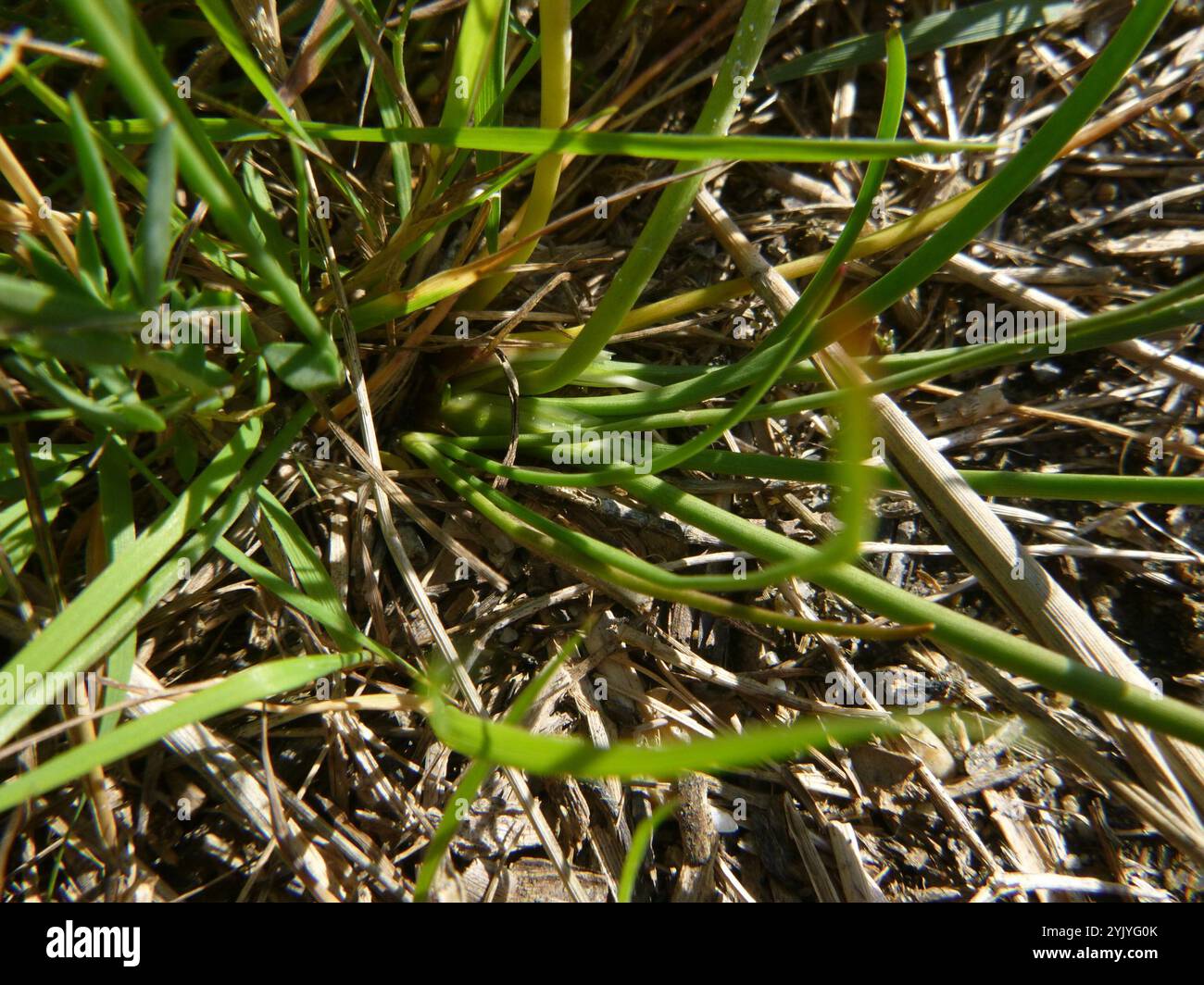 common arrowgrass (Triglochin maritima Stock Photo - Alamy