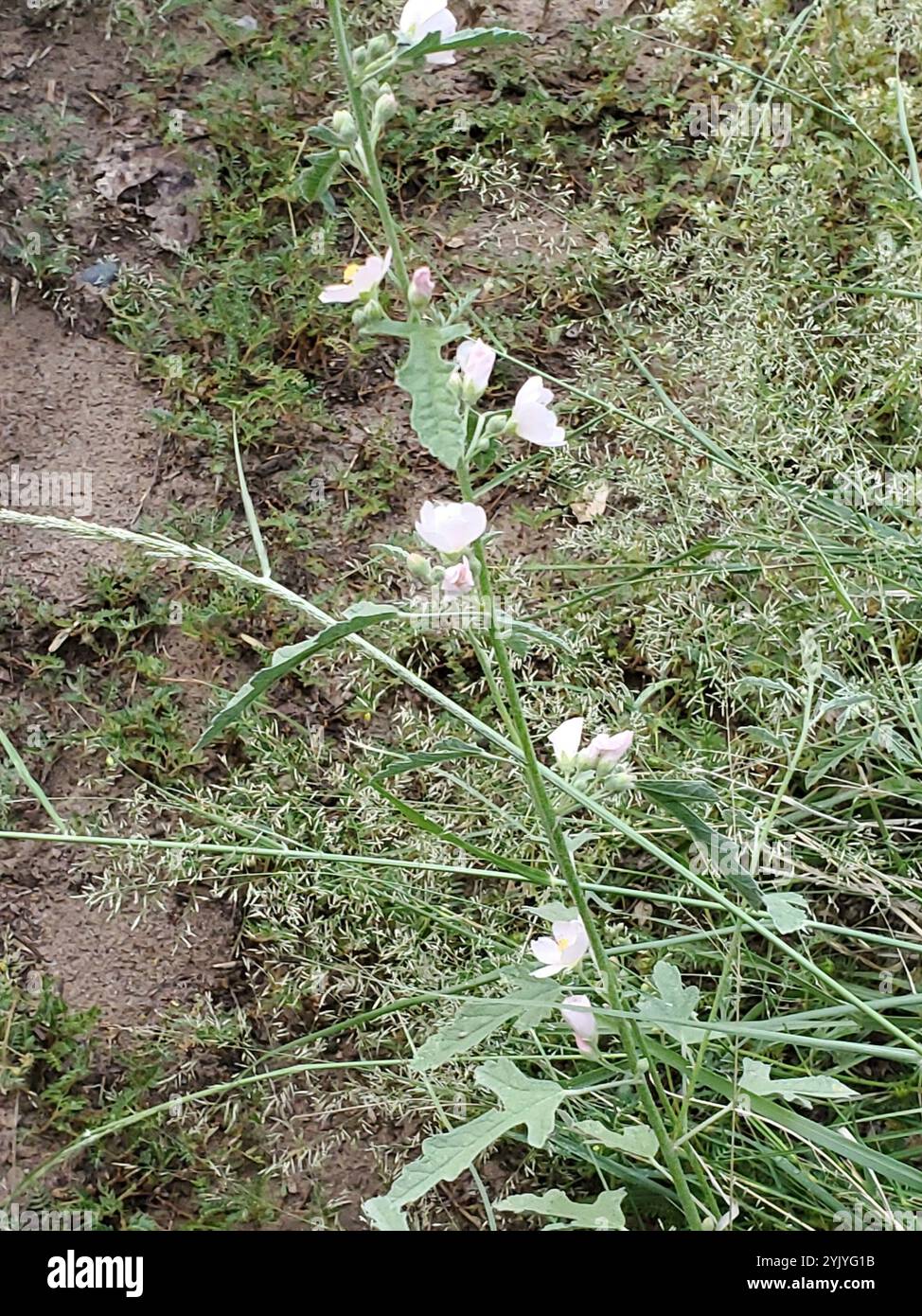 narrowleaf globemallow (Sphaeralcea angustifolia Stock Photo - Alamy