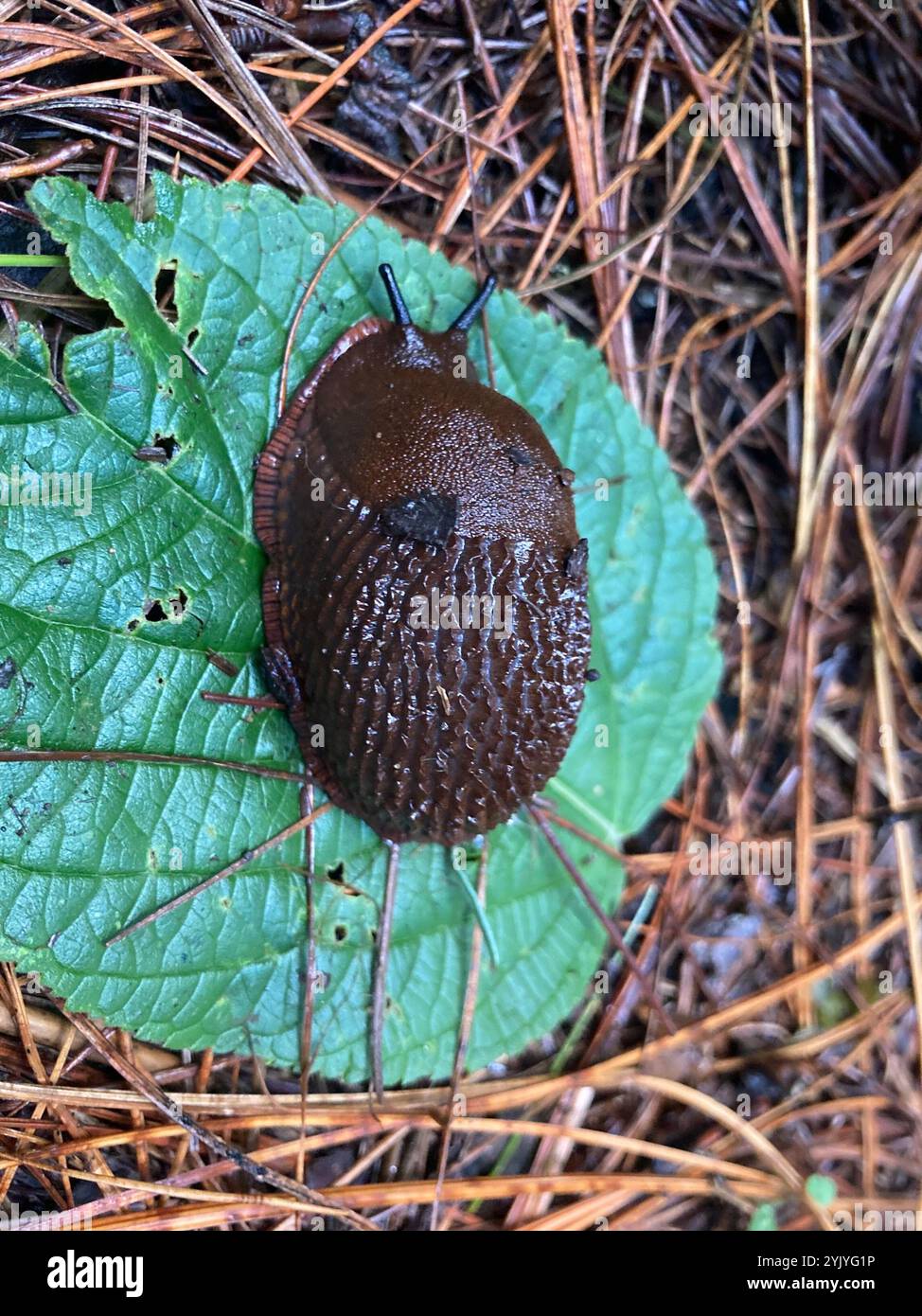 Spanish Slug (Arion vulgaris Stock Photo - Alamy