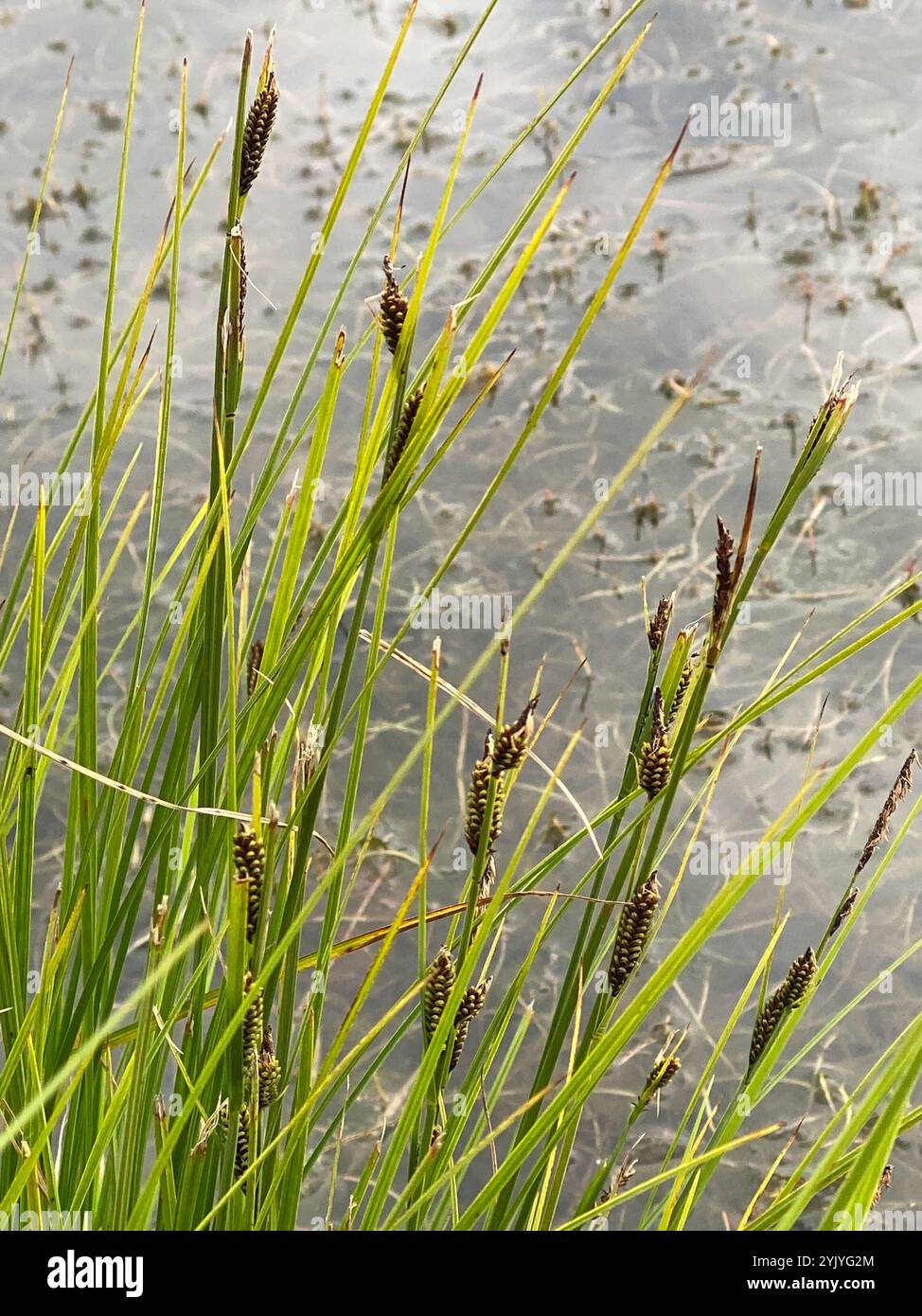 true sedges (Carex Stock Photo - Alamy