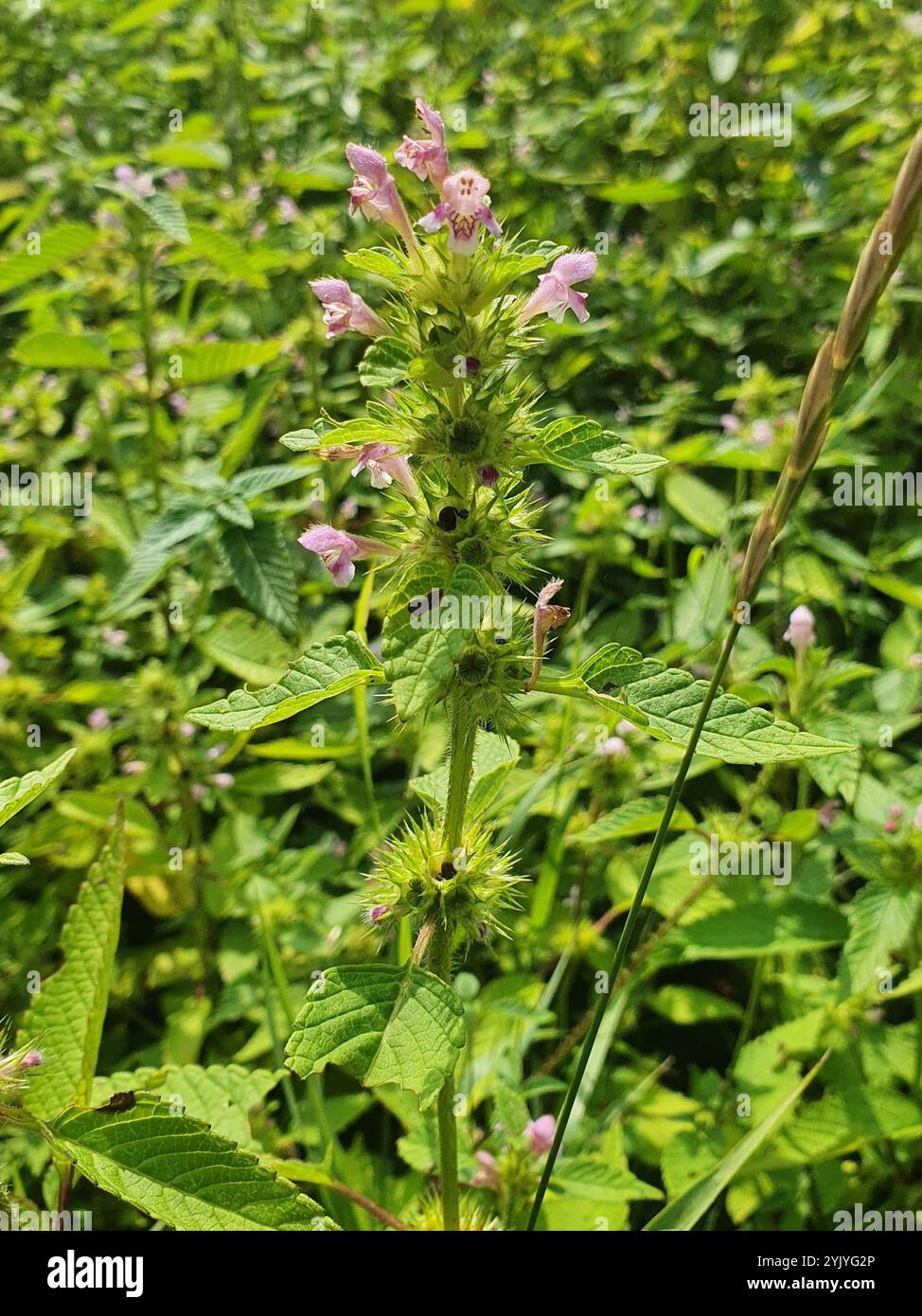 Common hemp-nettle (Galeopsis tetrahit Stock Photo - Alamy