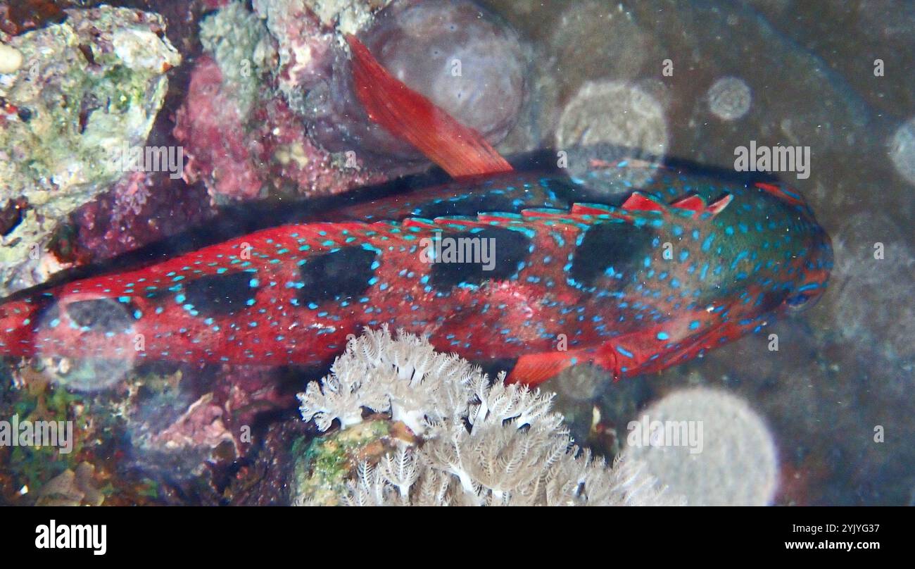 Saddle grouper hi-res stock photography and images - Alamy
