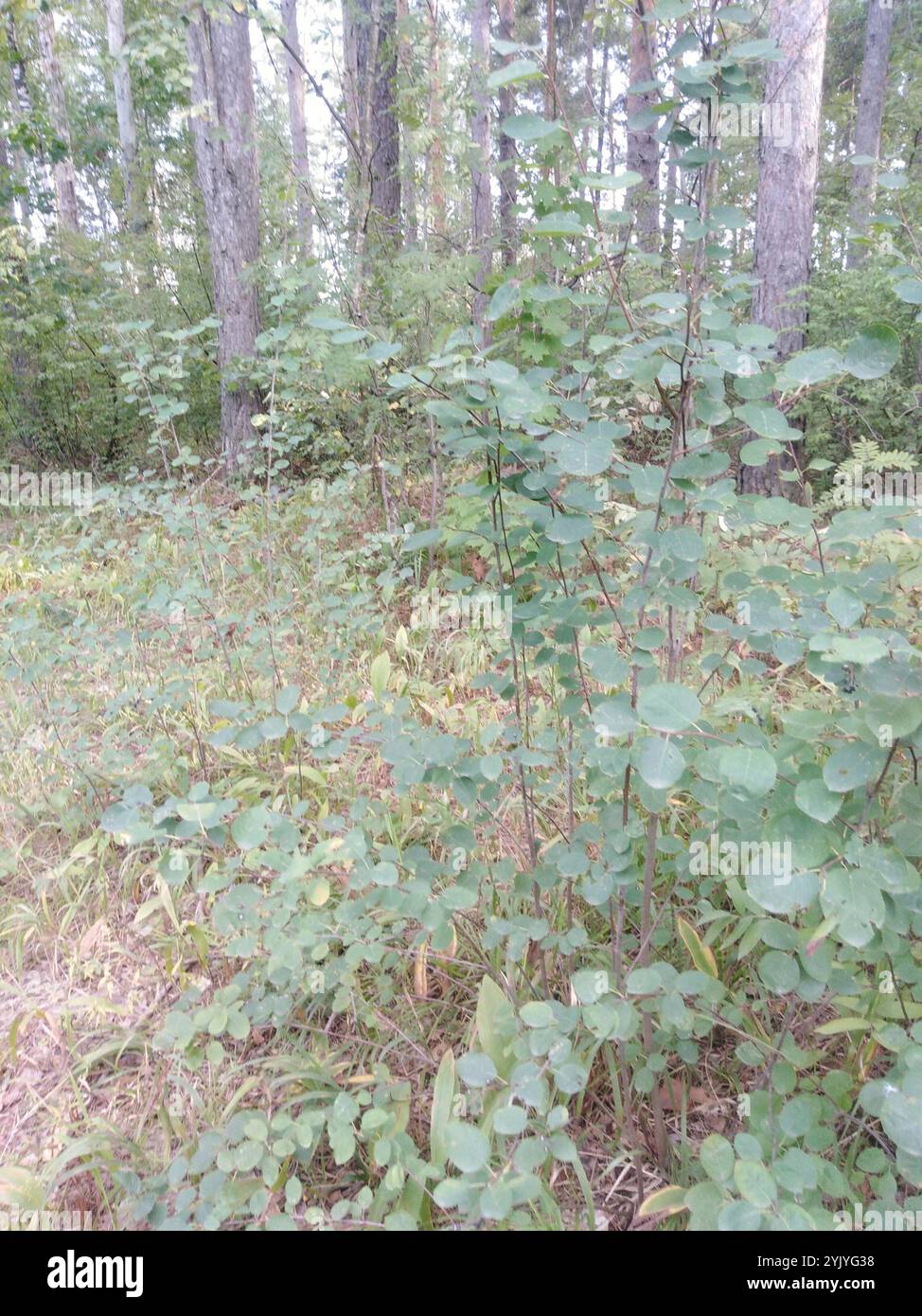 Dwarf Serviceberry (Amelanchier × spicata Stock Photo - Alamy