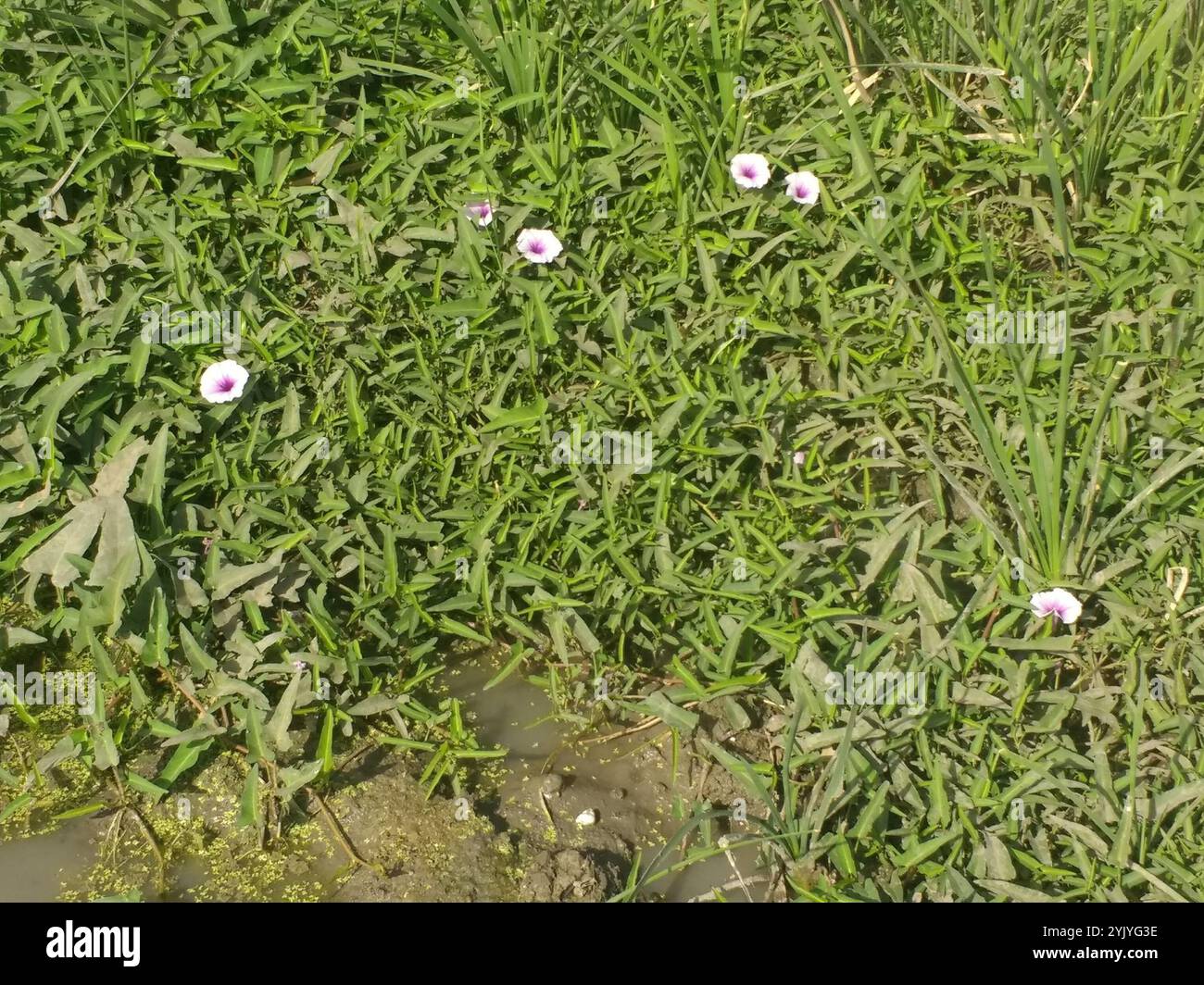Water Morning Glory (Ipomoea aquatica Stock Photo - Alamy