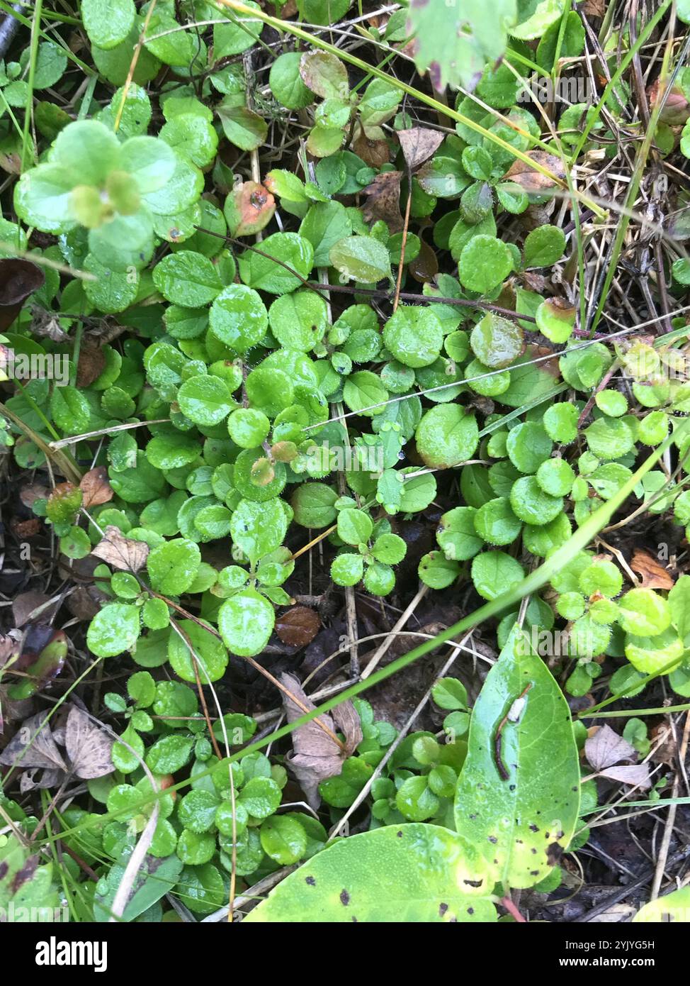 Twinflower (Linnaea borealis Stock Photo - Alamy