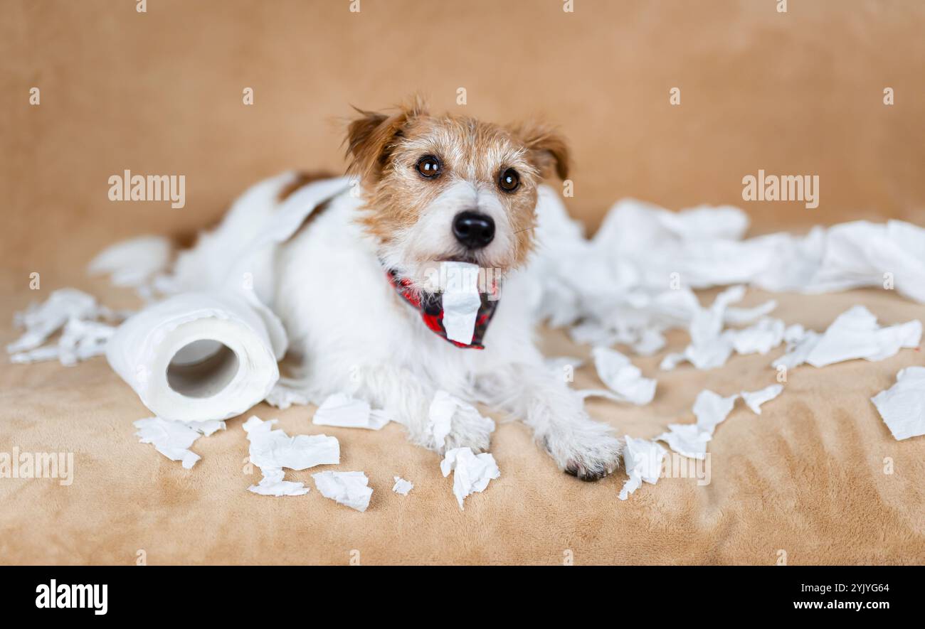 Naughty mischievous cute dog after chewing toilet paper. Hyperactive, active puppy training, pet ...