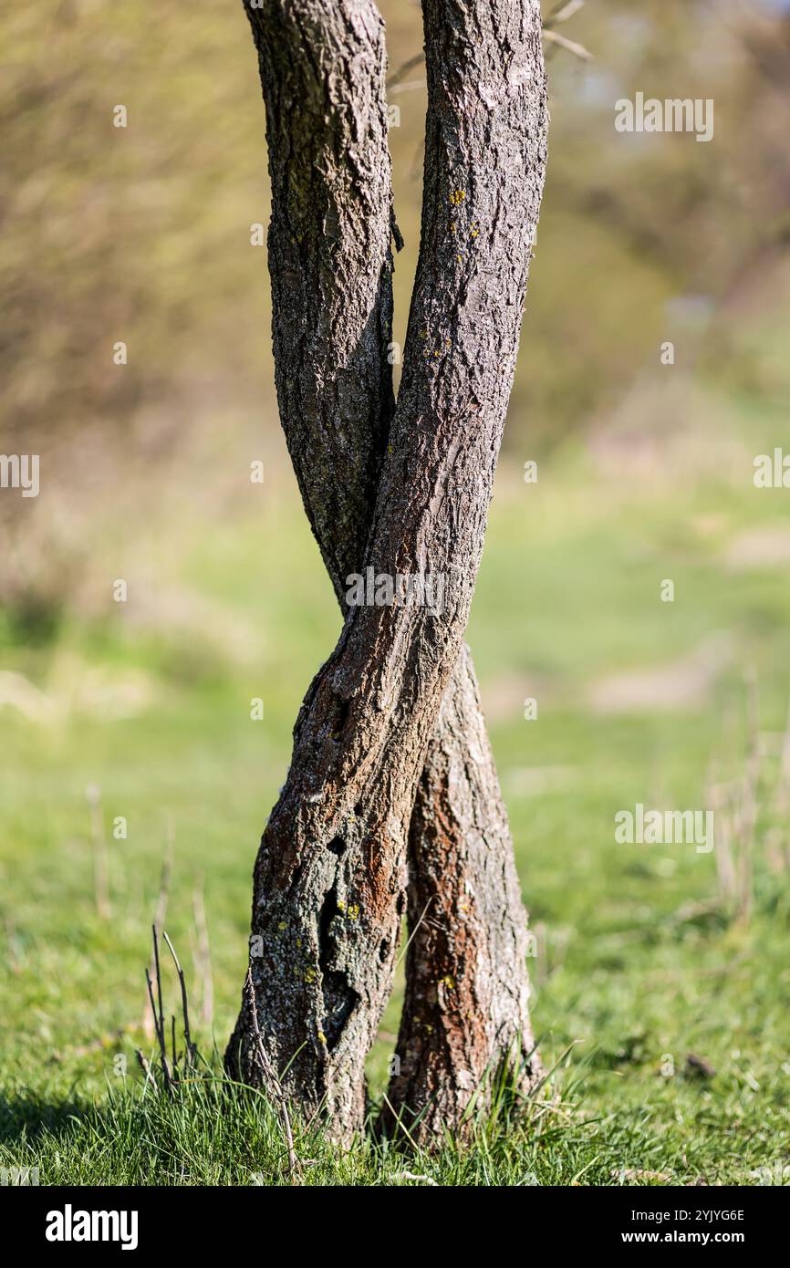 Hugging tree trunks, love and strength in the nature, vertical ...
