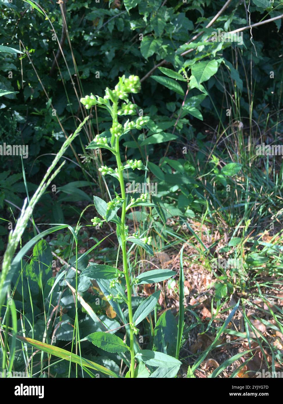 southern rough-leaved goldenrod (Solidago patula strictula Stock Photo ...