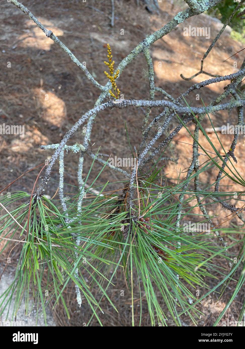 Coastal Dwarf-Mistletoe (Arceuthobium littorum Stock Photo - Alamy