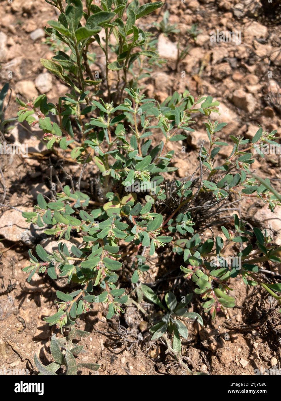 Sawtooth Sandmat (Euphorbia serrula Stock Photo - Alamy