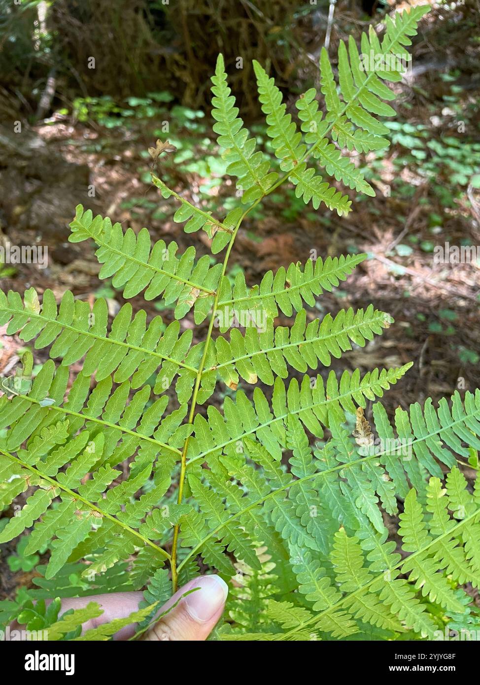 common bracken (Pteridium aquilinum Stock Photo - Alamy