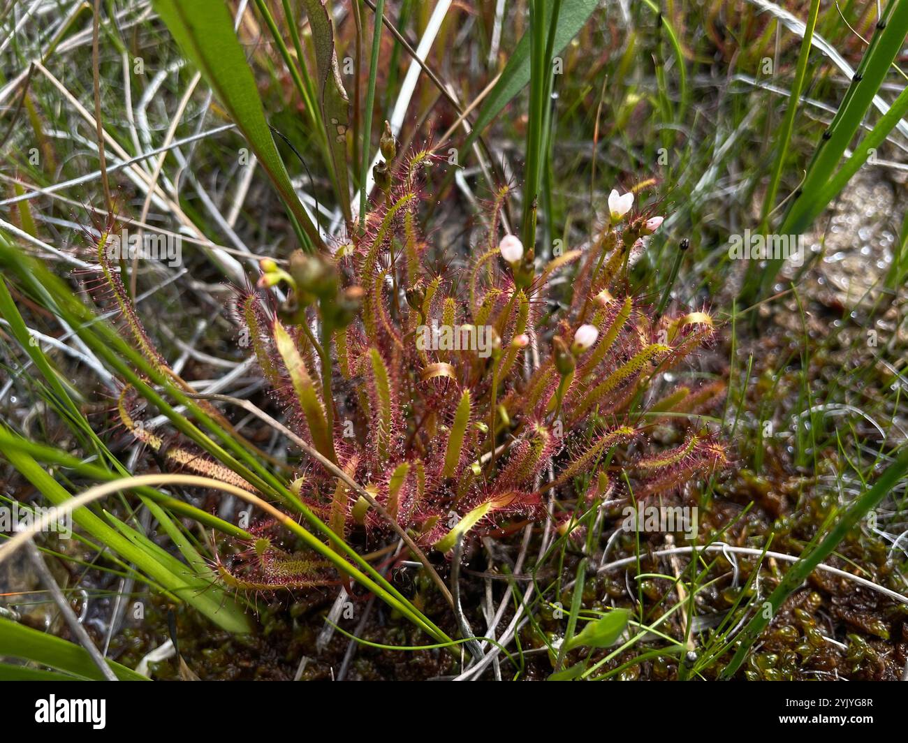 Slenderleaf Sundew (Drosera linearis Stock Photo - Alamy