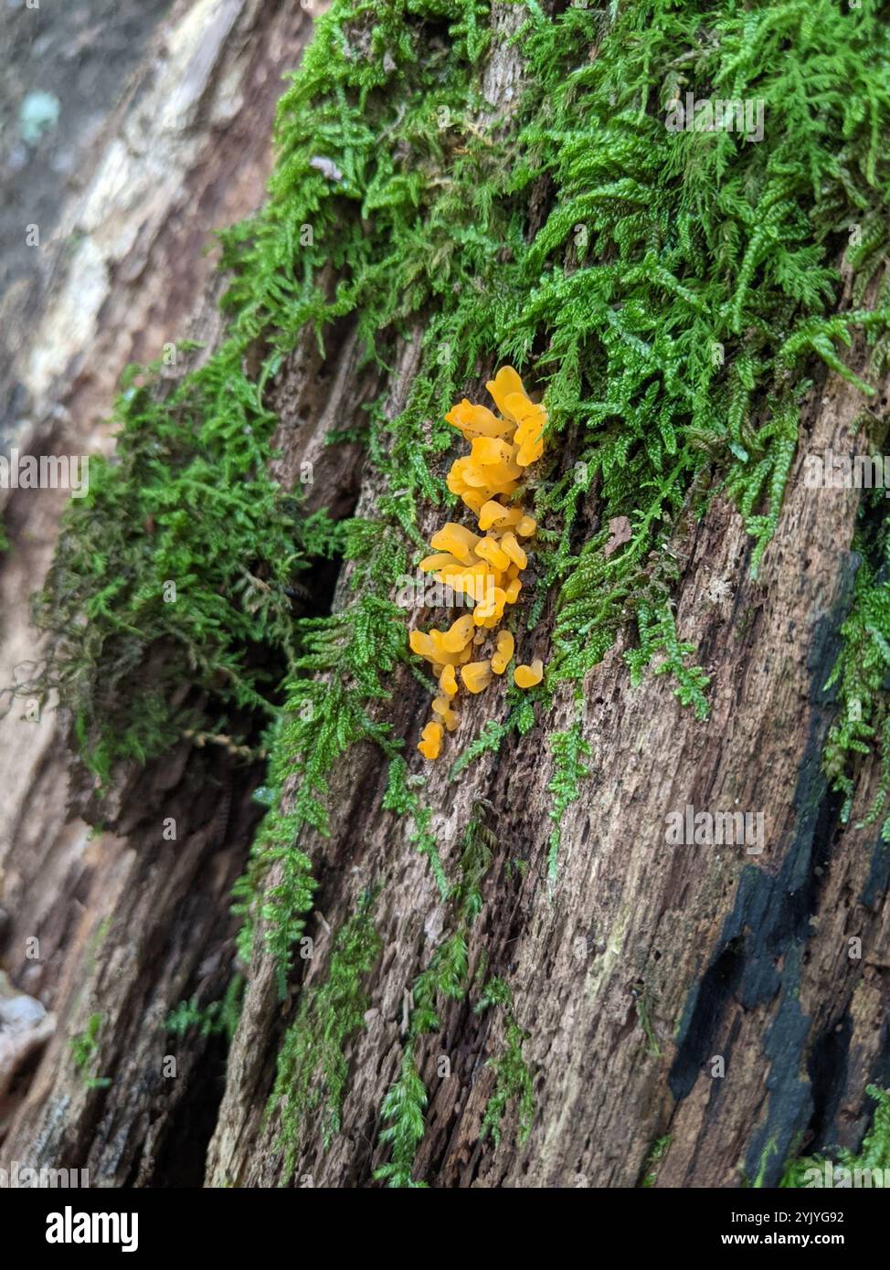 Orange Jelly Spot (Dacrymyces chrysospermus Stock Photo - Alamy