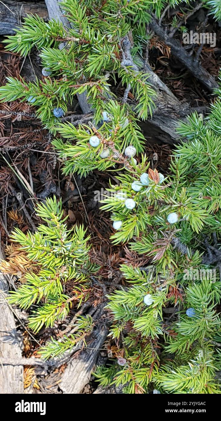 common juniper (Juniperus communis Stock Photo - Alamy