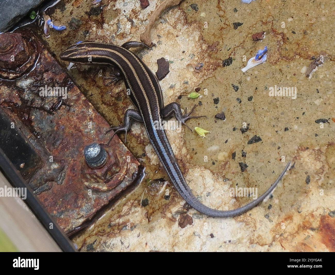 Common Five-lined Skink (Plestiodon fasciatus Stock Photo - Alamy