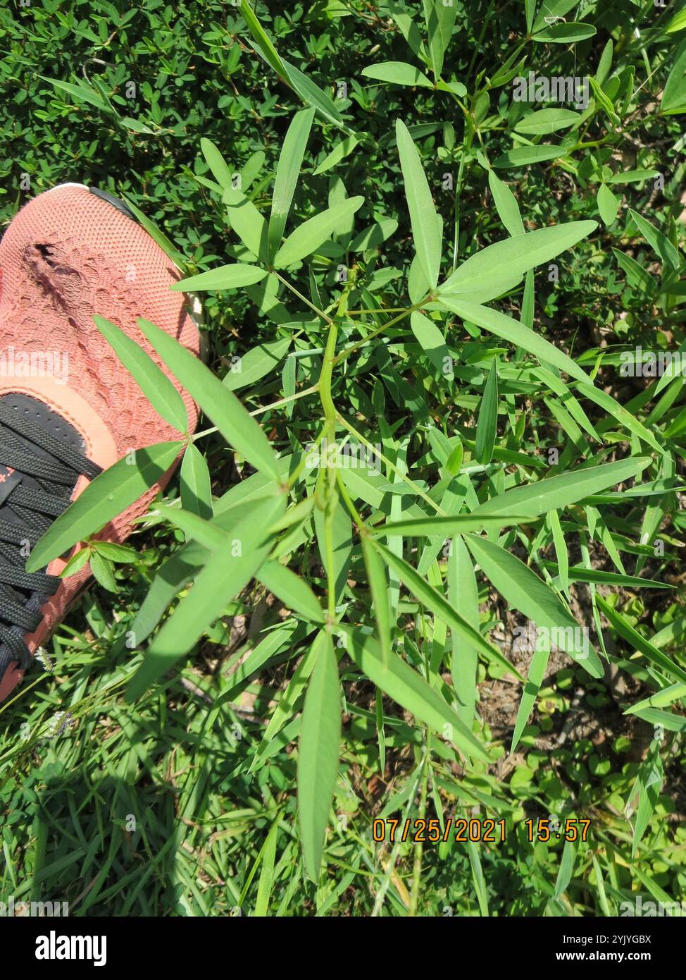 lanceleaf rattlebox (Crotalaria lanceolata Stock Photo - Alamy