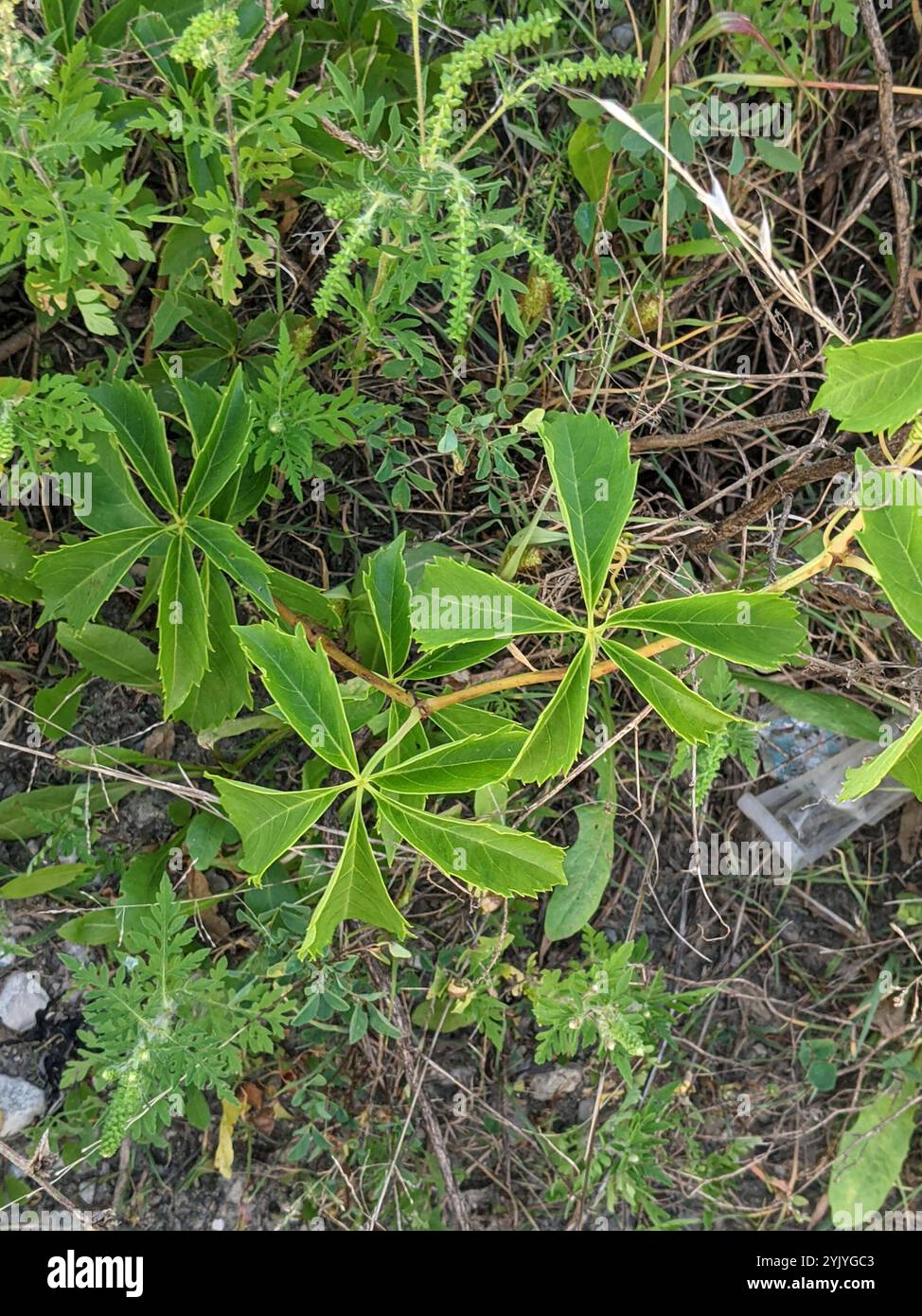 thicket creeper (Parthenocissus inserta Stock Photo - Alamy
