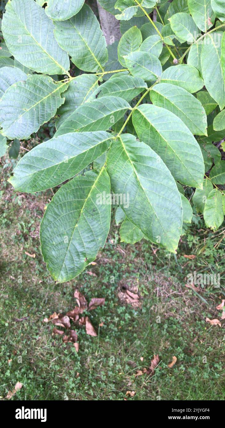 Persian walnut (Juglans regia Stock Photo - Alamy